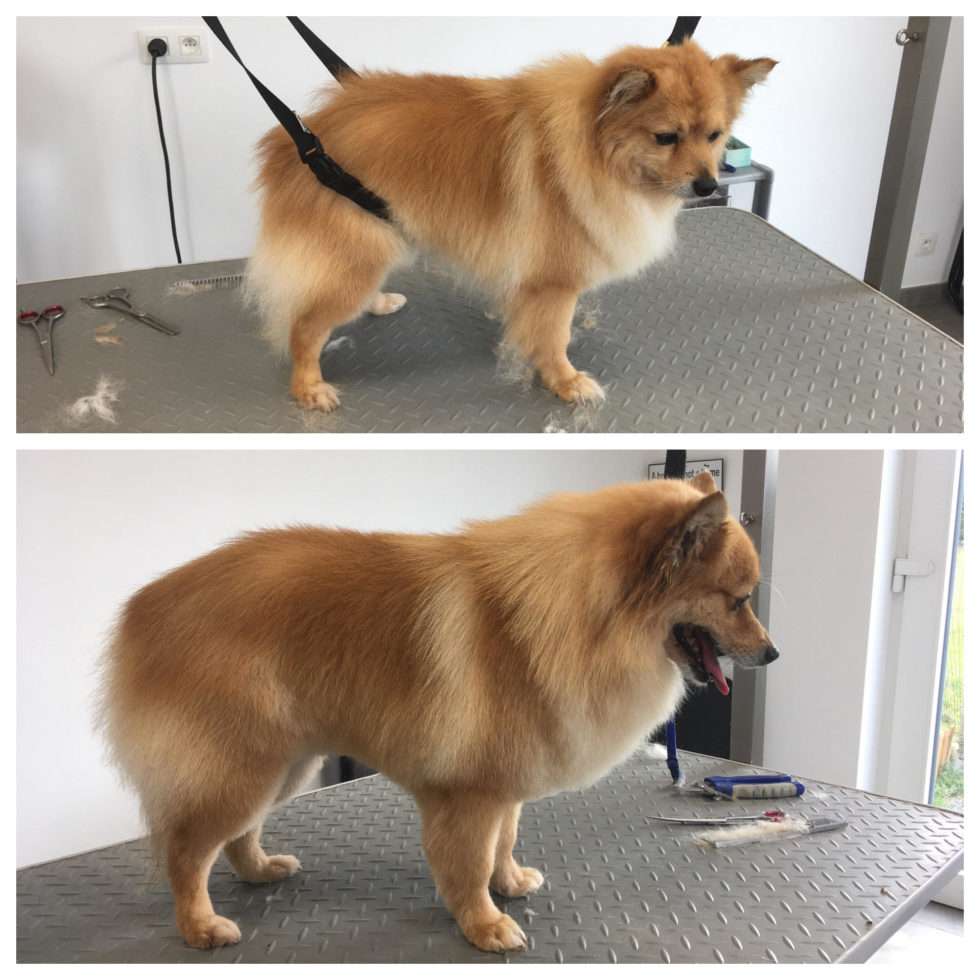 Dog Styling - Toilettage en fonction du poil de votre chien