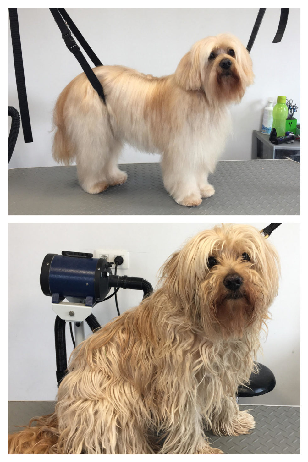 Dog Styling - Toilettage en fonction du poil de votre chien